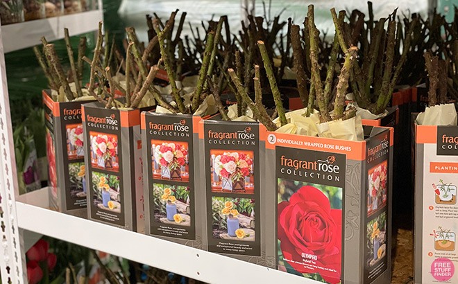 Costco Bare Root Roses 2022 Discounted Outlet | www.pinnaxis.com