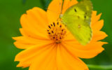 FREE Butterfly Heroes Resource Kit | Free Stuff Finder
