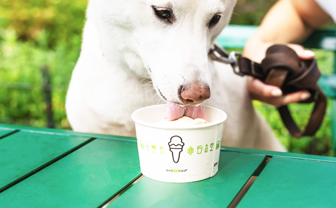 FREE Dog Poochini with Purchase! | Free Stuff Finder