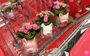 Frenchie Potted Plants $10 at Target! | Free Stuff Finder