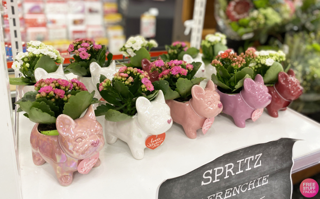 Frenchie Potted Plants $10 at Target! | Free Stuff Finder